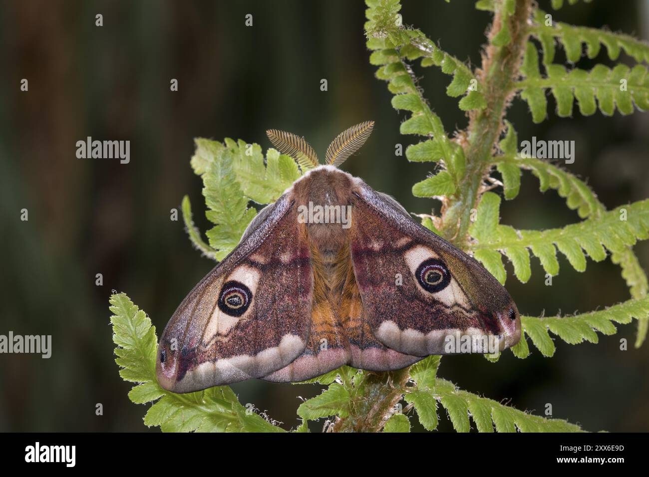 Small emperor moth, male, Saturnia pavonia, small emperor moth, male ...