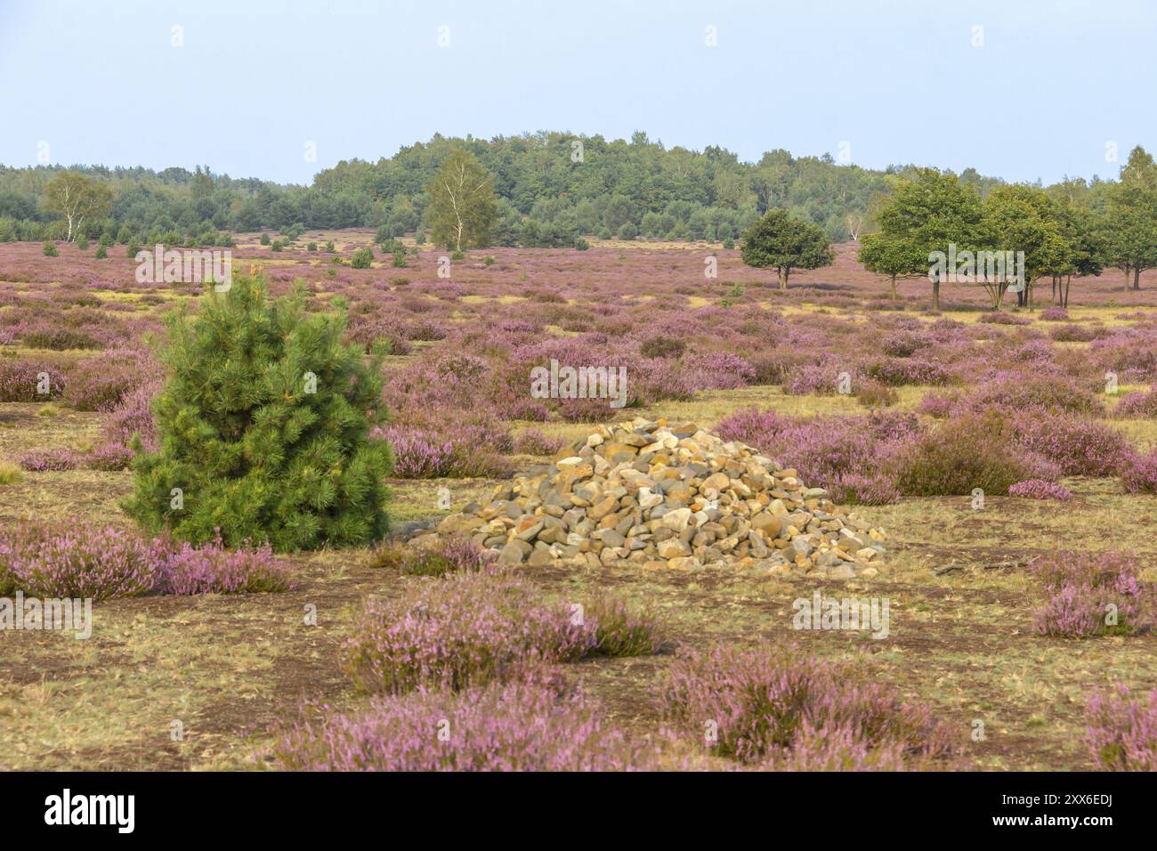 Heather land landscape hi-res stock photography and images - Alamy