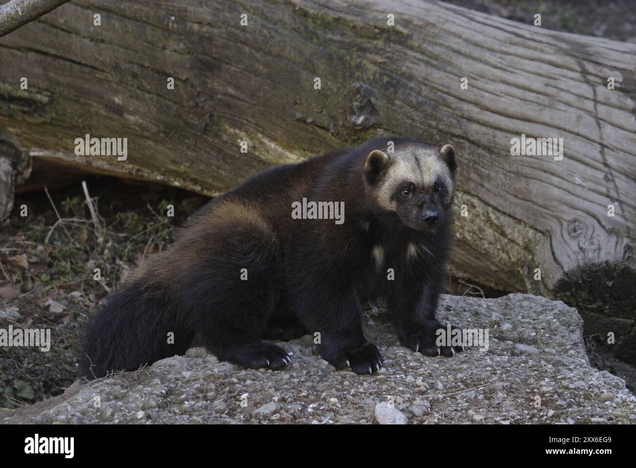 Wolverine animal with prey hi-res stock photography and images - Alamy