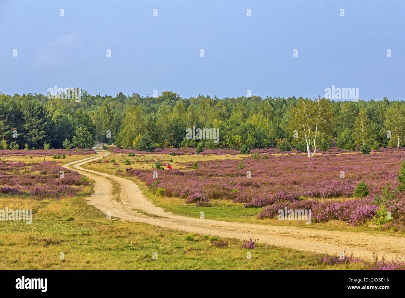 Heather land landscape hi-res stock photography and images - Alamy