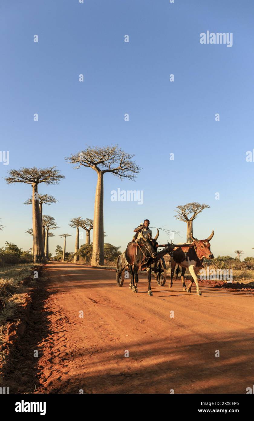The famous baobab alley in Madagaskar Stock Photo - Alamy