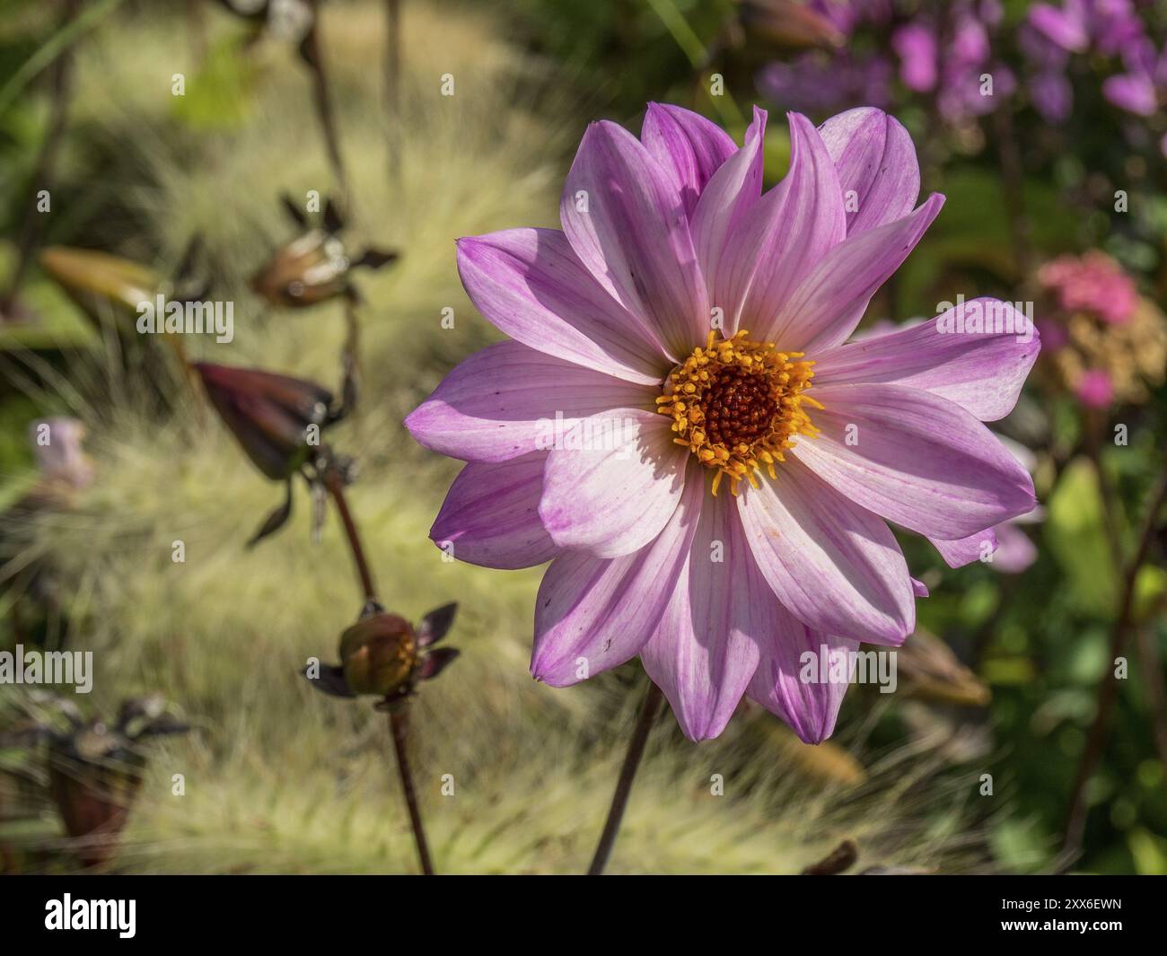 Pale pink flower with bright centre, surrounded by grasses and summer ...