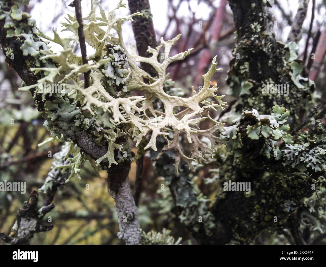 Dark green lichen hi-res stock photography and images - Alamy
