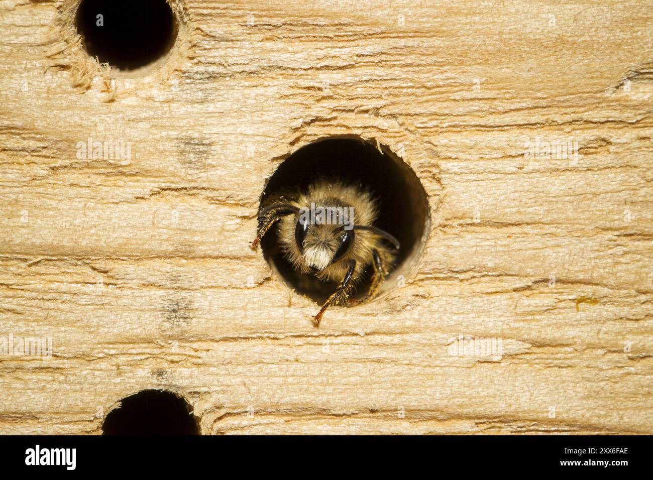 Red mason bee, Osmia bicornis, red mason bee Stock Photo - Alamy