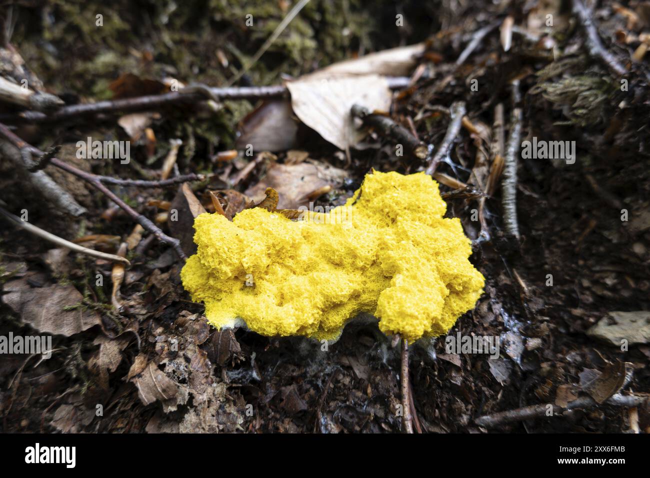 Dog vomit slime mold (Fuligo septica), witch's butter fruiting body on ...