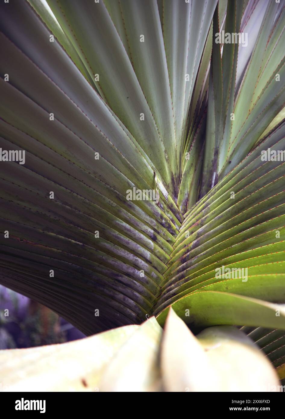 One frond hi-res stock photography and images - Alamy