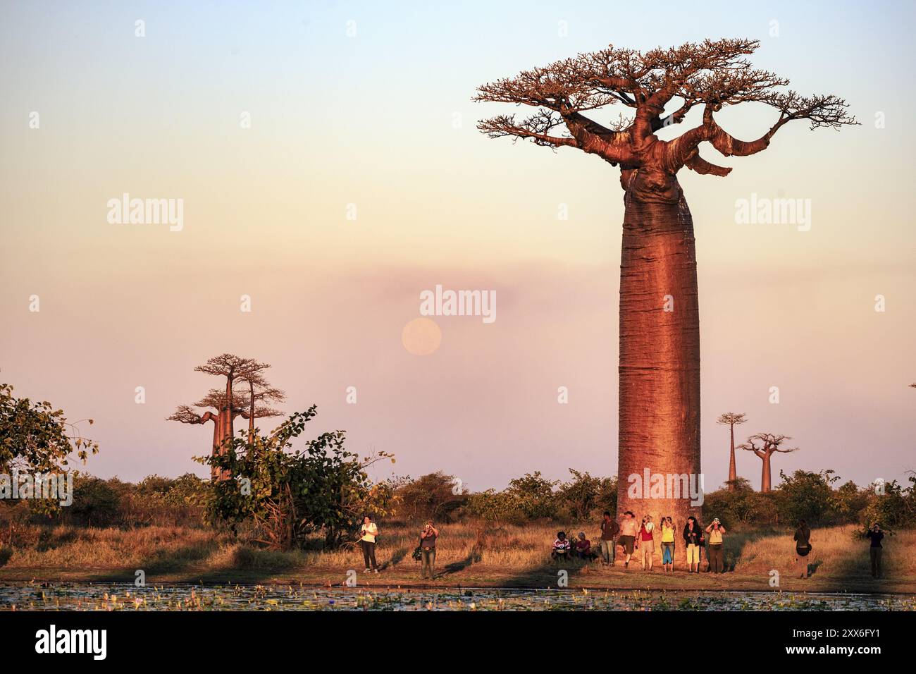 The famous baobab alley in Madagaskar Stock Photo - Alamy