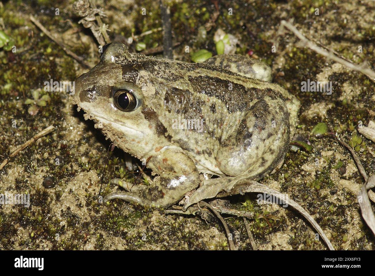Common spadefoot toad, Pelobates fuscus, toad Stock Photo - Alamy