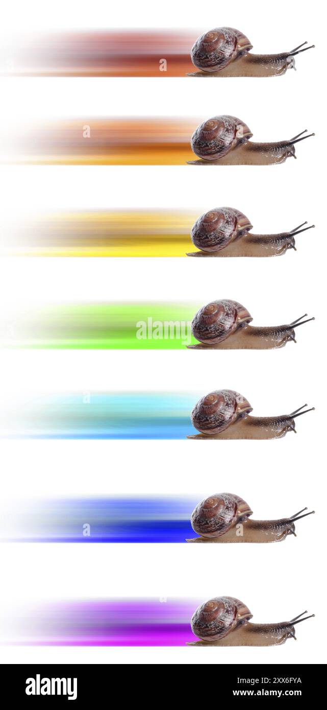 Concept. fast snail with colored silhouette. Isolated on white Stock ...