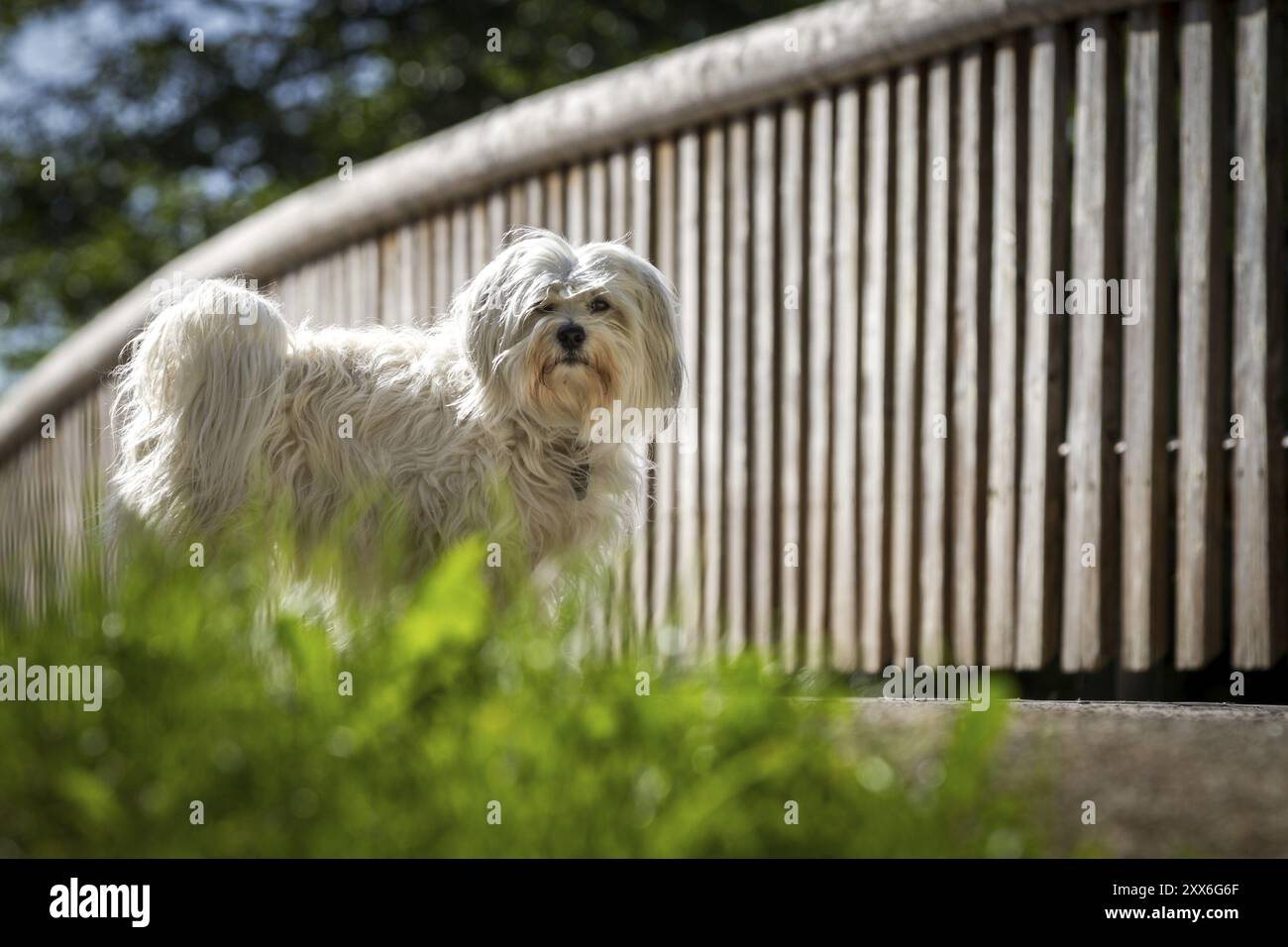White Havanese standing in front of a bridge Stock Photo - Alamy