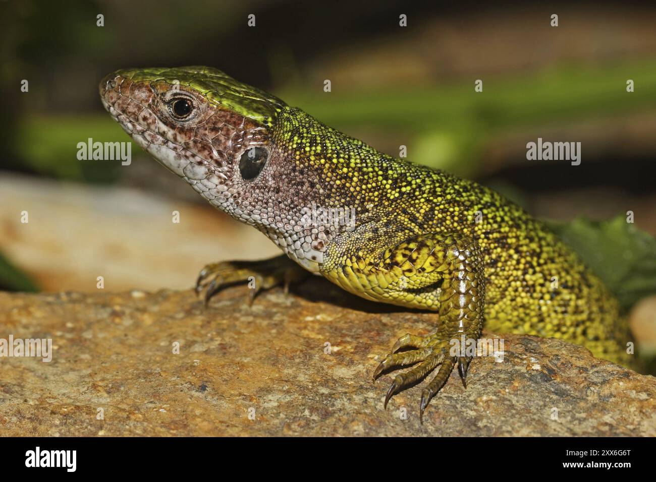 Green lizard, Lacerta viridis, European green lizard Stock Photo - Alamy