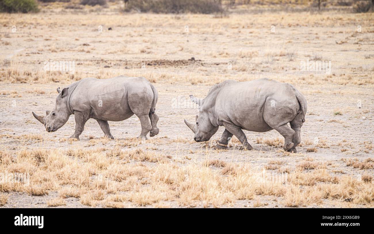 White Rhinoceros spotted in the Khama Rhino Sanctuary, Botswana, during ...