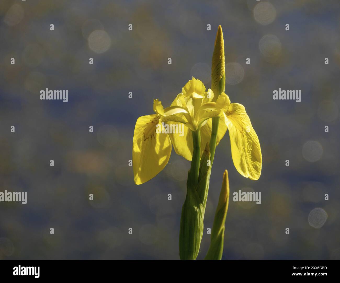 Flag iris plant in swamp hi-res stock photography and images - Alamy