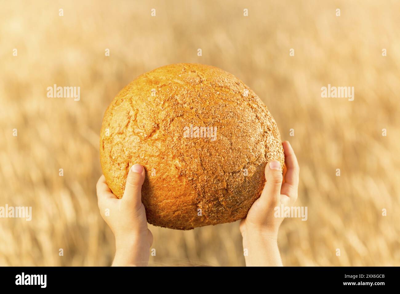 Homemade bread in hands against wheat autumn field background Stock ...