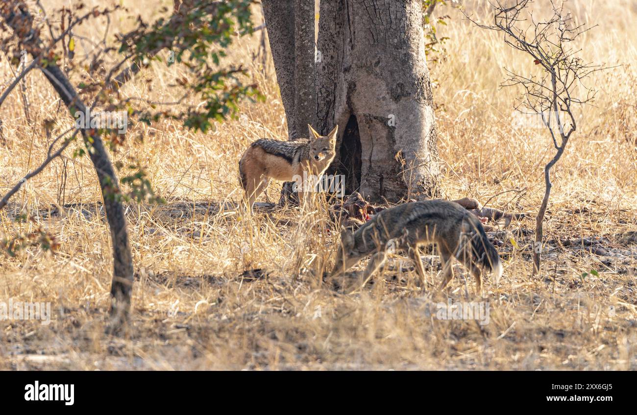 Two Jackals (Canis mesomelas) spotted in the Hwange National Park ...