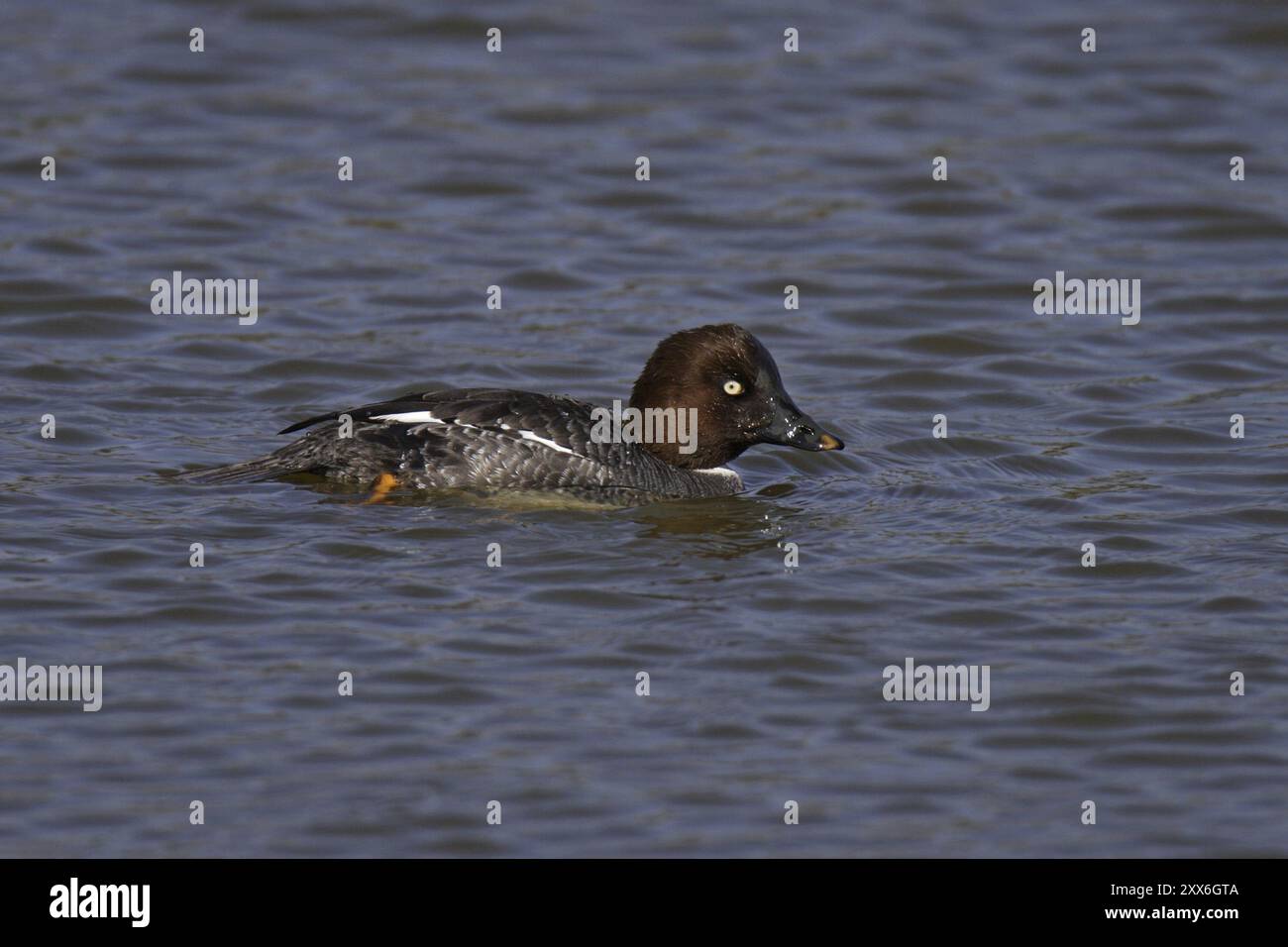 Common Goldeneye, female, Bucephala clangula, Common Goldeneye, female ...