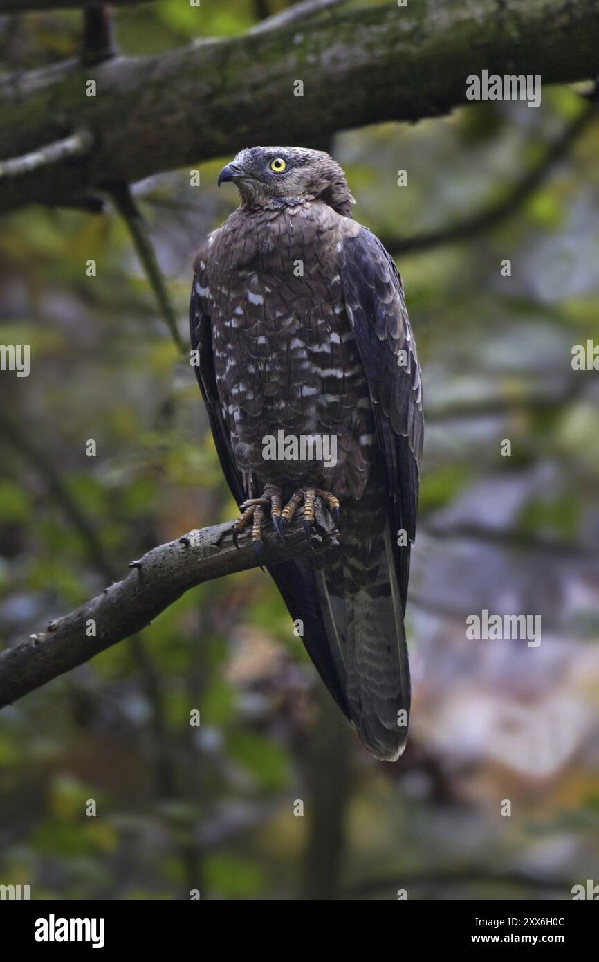 Honey buzzard, female, Pernis apivorus, European honey buzzard, female ...