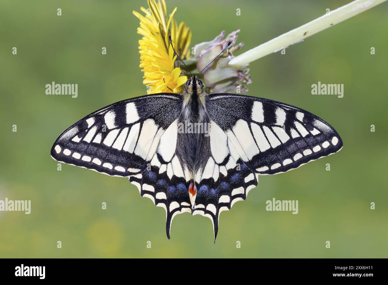 Papilio animal hi-res stock photography and images - Alamy