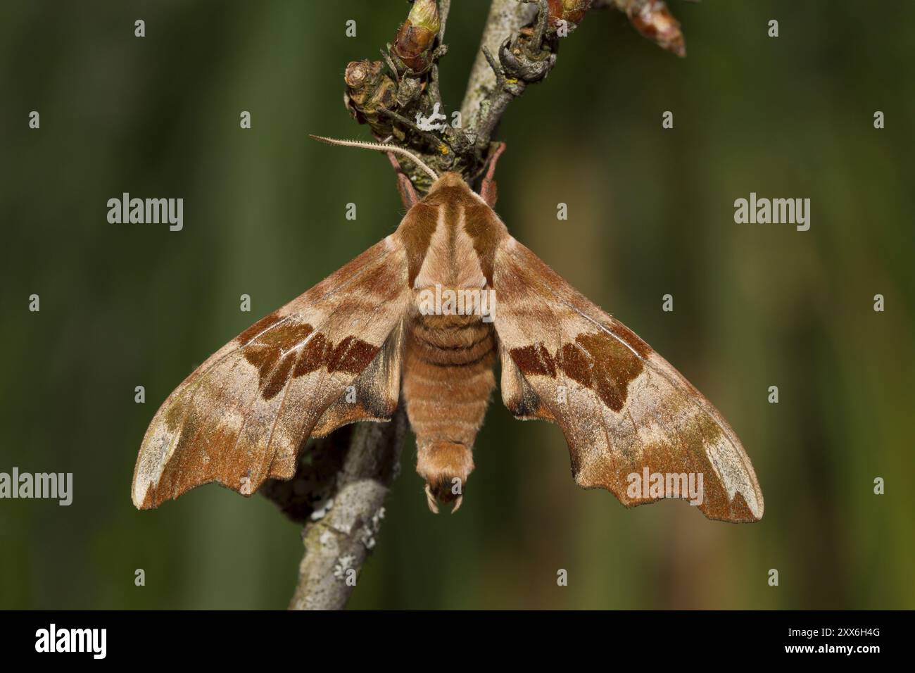 Lime hawk-moth, Mimas tiliae, lime hawk-moth Stock Photo - Alamy
