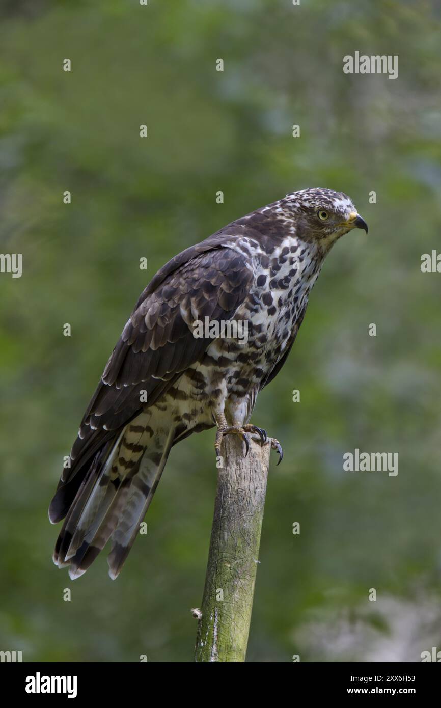 Honey buzzard, female, Pernis apivorus, European honey buzzard, female ...