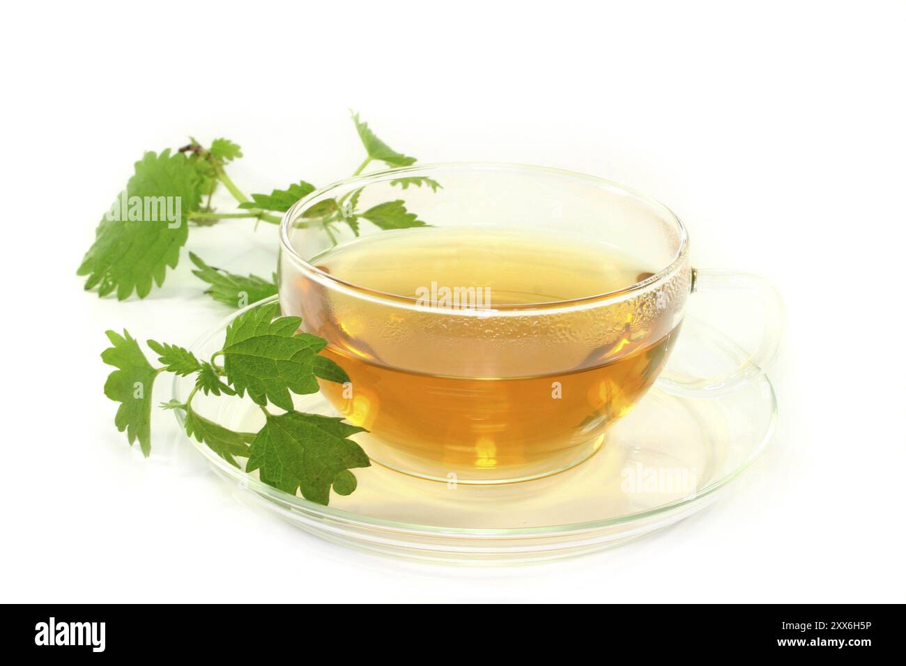 A cup of nettle tea with fresh nettles on a white background Stock ...