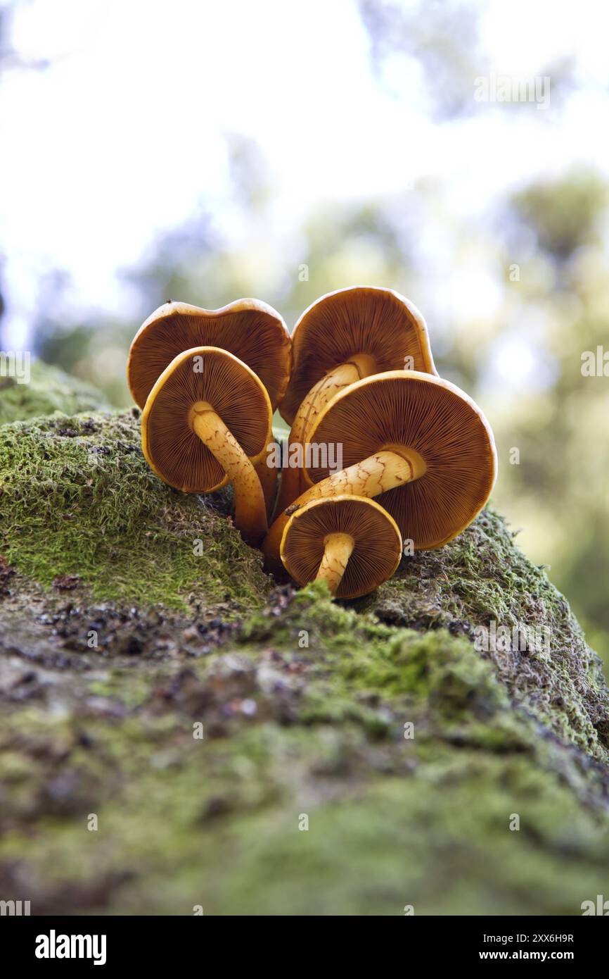 Baumpilz, Tree Mushroom Stock Photo - Alamy