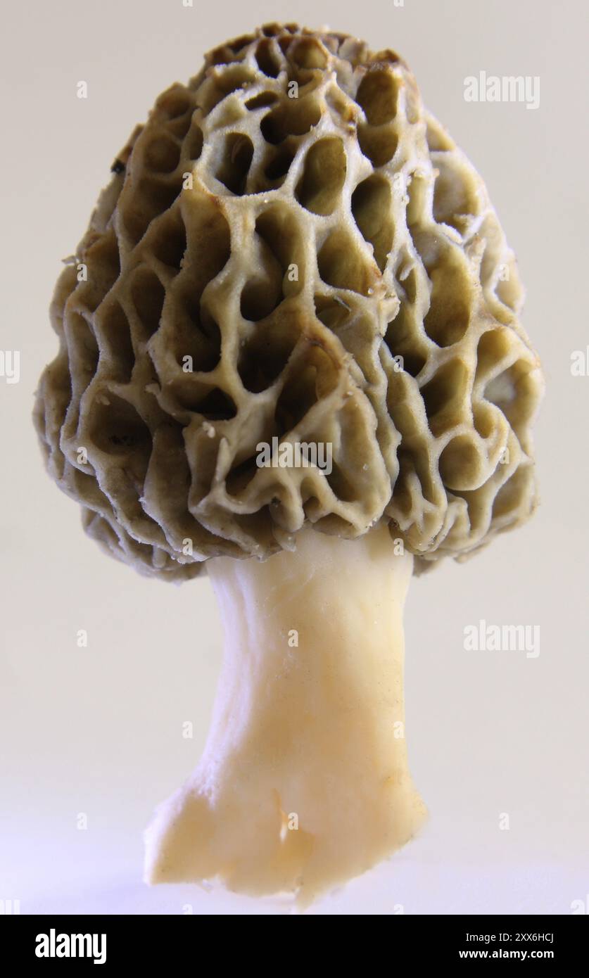 Morel cut out hi-res stock photography and images - Alamy