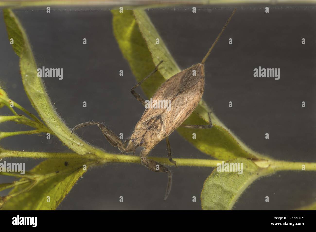Water bug, Nepomorpha Stock Photo - Alamy