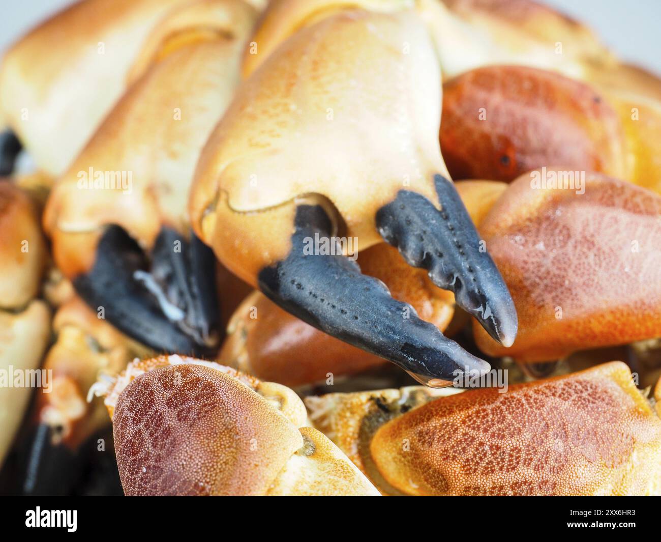 Pile of orange boiled with black tip, crab claws, at closeup Stock ...
