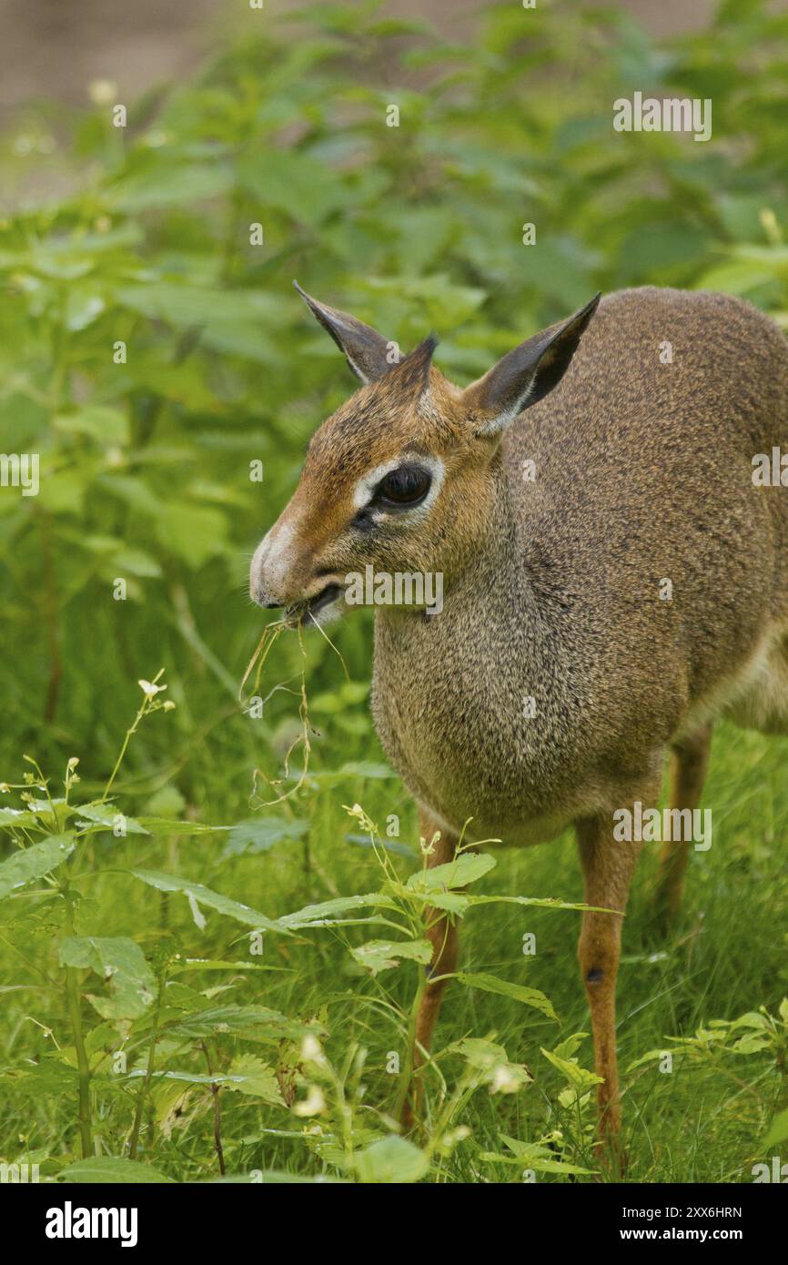 Kirk's dik-dik (Madoqua kirkii) feeding Stock Photo - Alamy