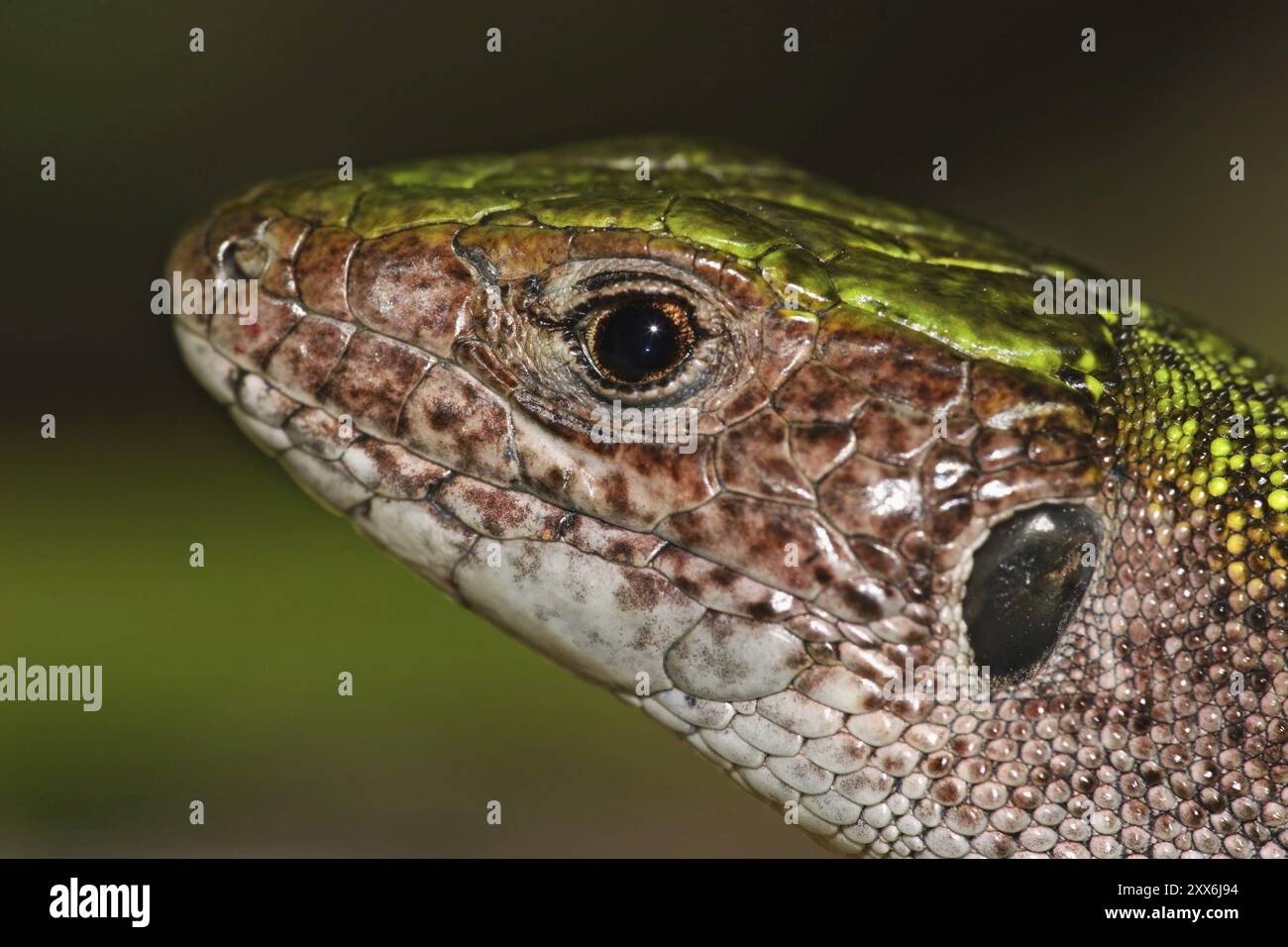 Green lizard, Lacerta viridis, European green lizard Stock Photo - Alamy