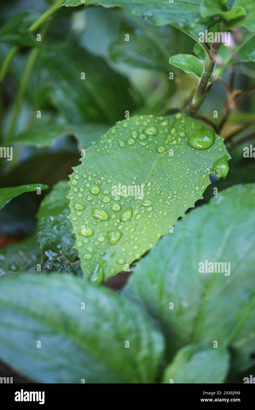 Leaf with rain doplets - Philippines Stock Photo - Alamy