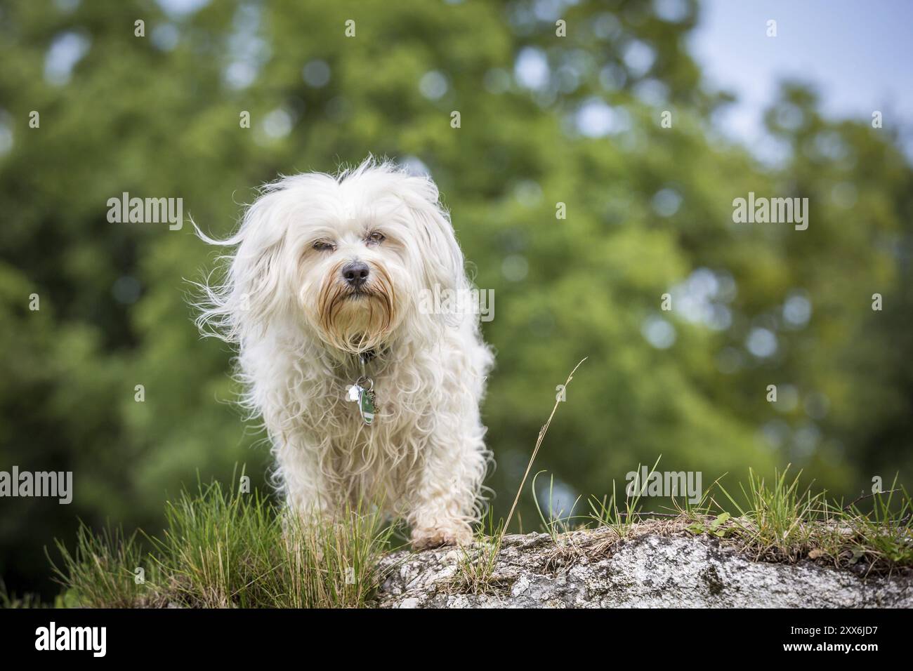 Small white Havanese stands on a stone and lets the wind blow through ...