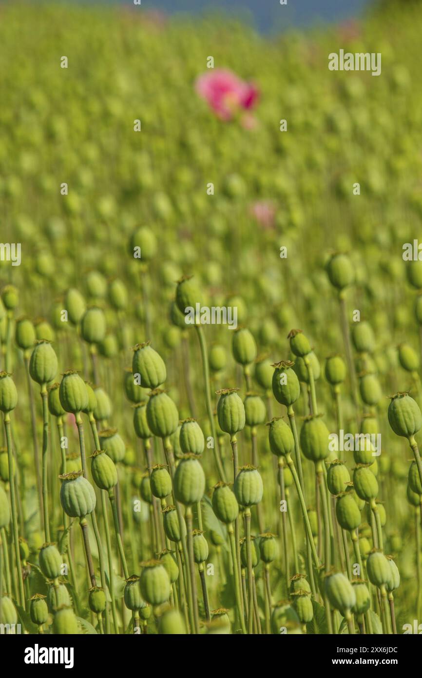 Poppy arable hi-res stock photography and images - Alamy