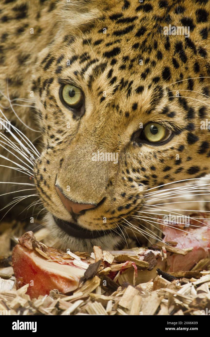 North china leopard (Panthera pardus japonensis) feeding Stock Photo ... North china leopard (Panthera pardus japonensis) feeding Stock Photo ...