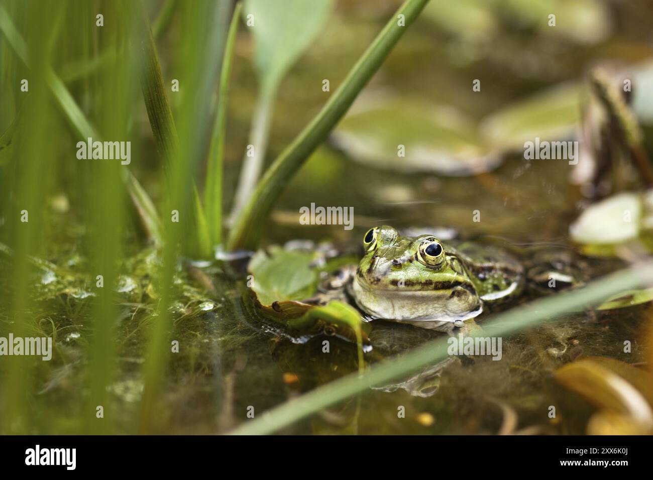 Green frog (Pelophylax kl. esculentus) in the pond Stock Photo - Alamy