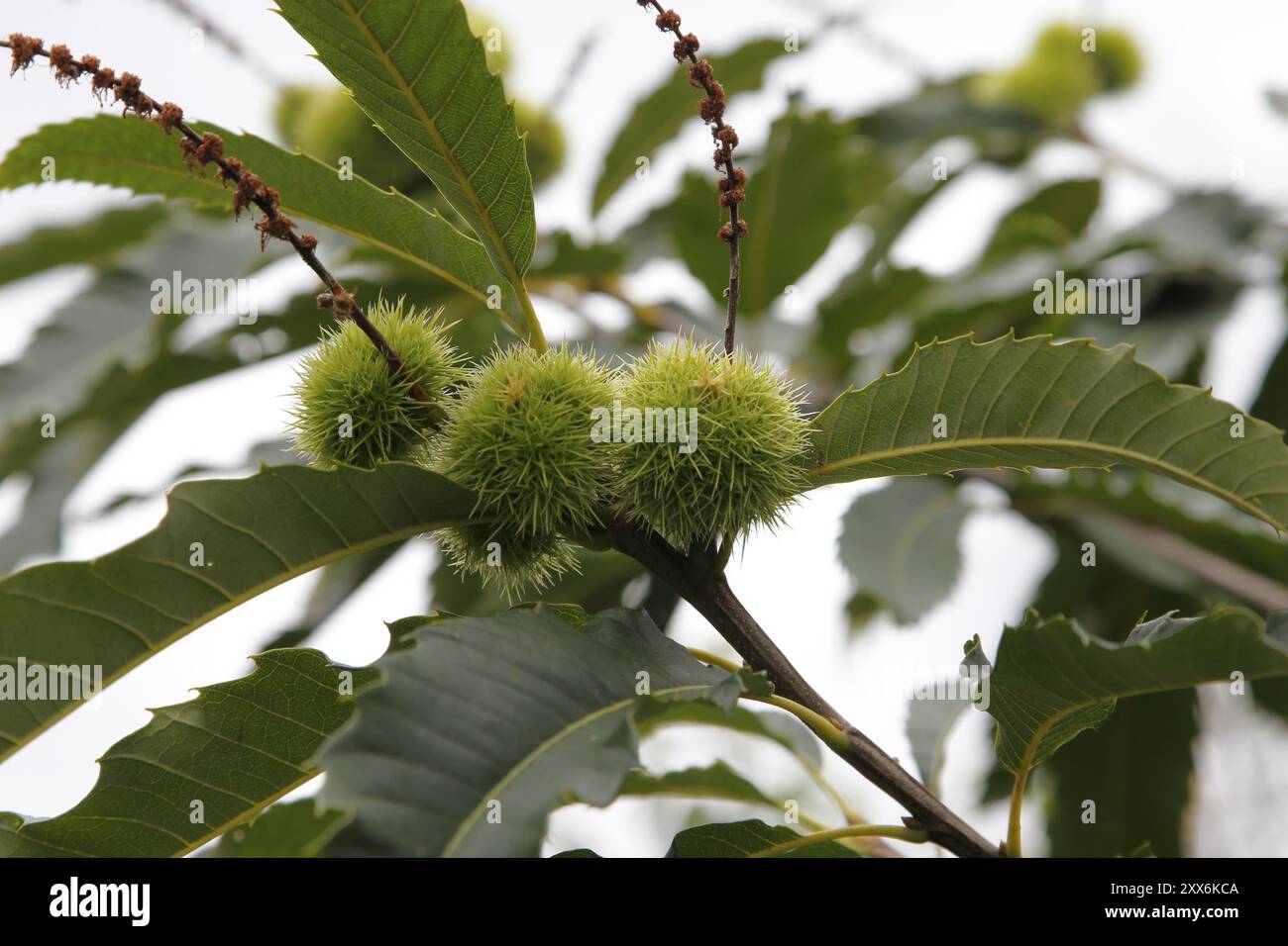 Fruits of the sweet chestnut Stock Photo - Alamy