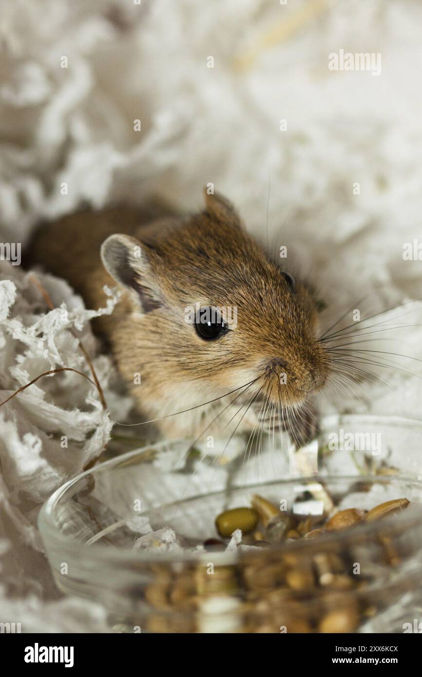 Mongolian gerbil (Meriones) in the terrarium Stock Photo - Alamy