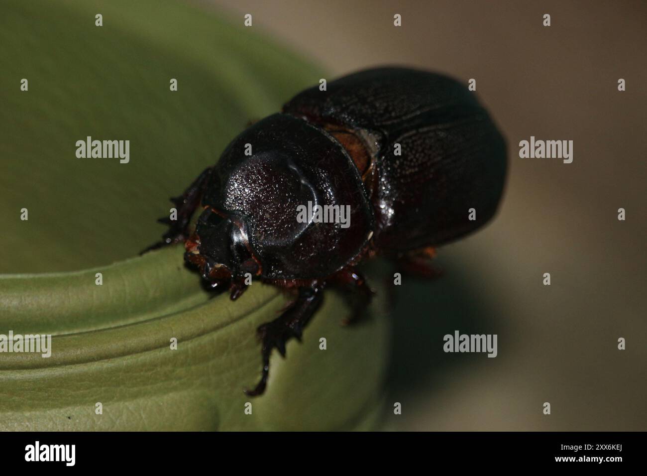 Philippine insects hi-res stock photography and images - Alamy