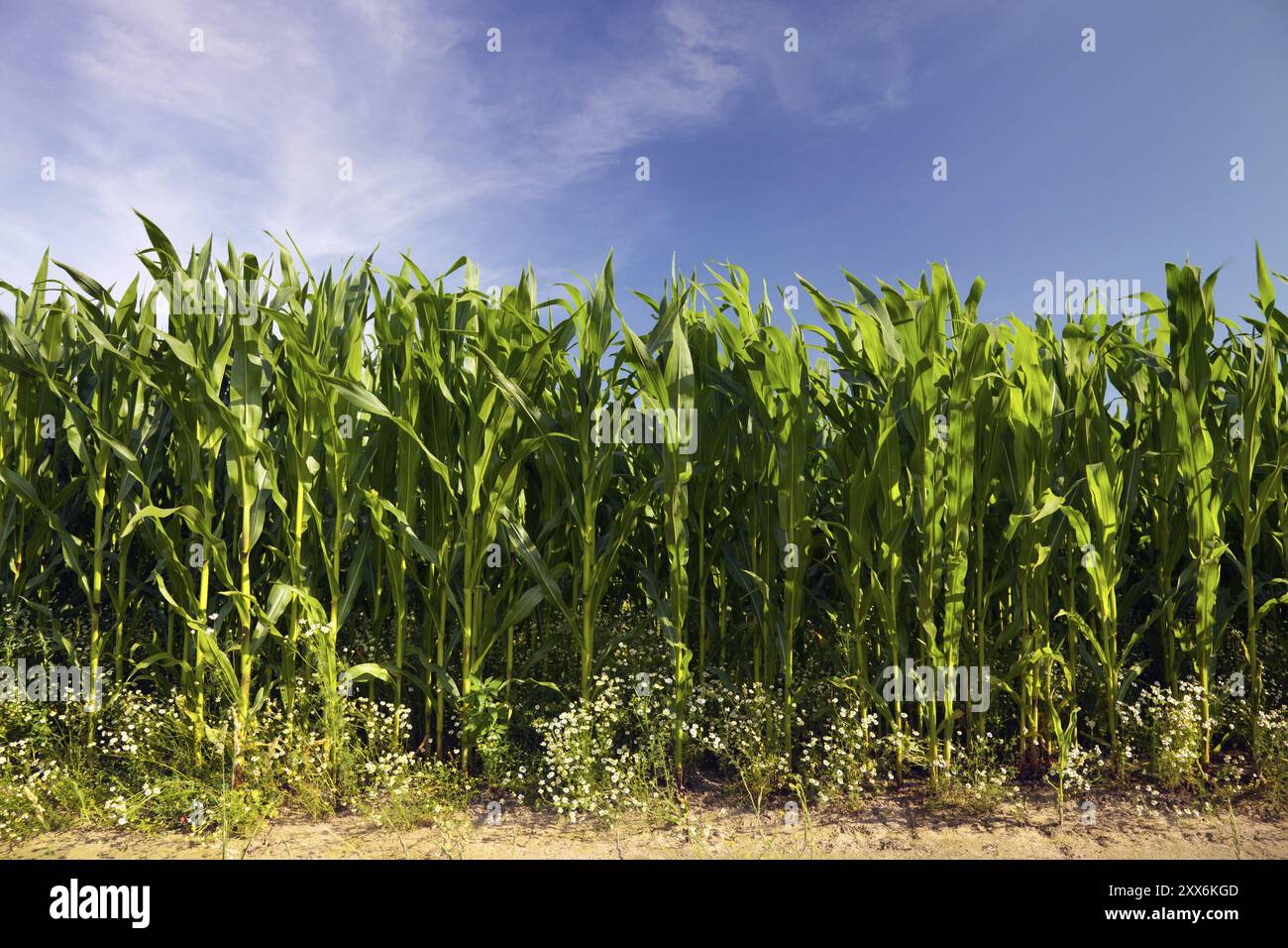 Agriculture field with crops in summer Stock Photo - Alamy