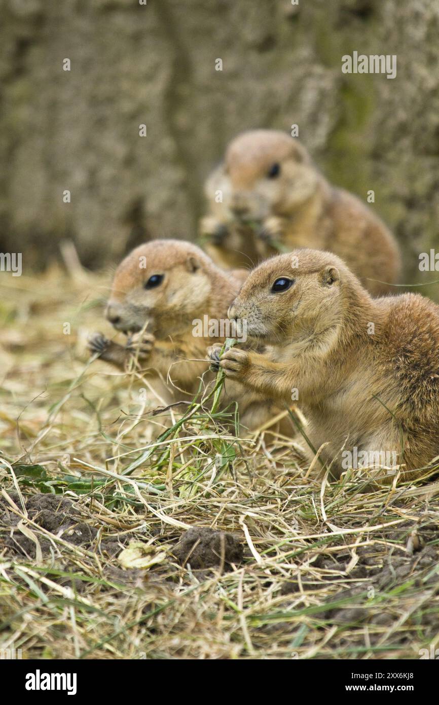 Group of black-tailed prairie dogs Stock Photo - Alamy