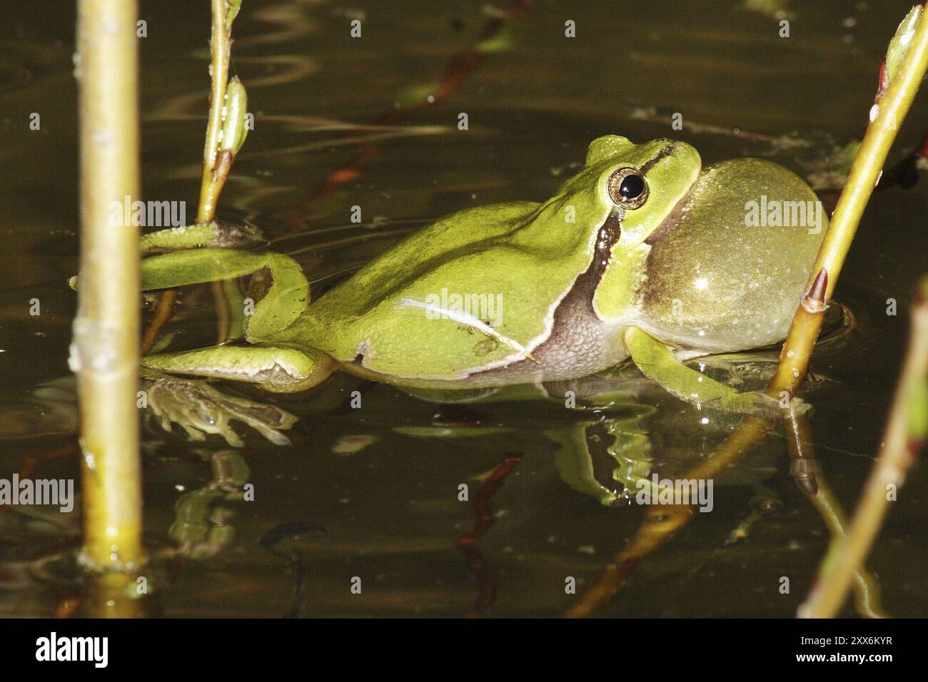 Hyla frogs hi-res stock photography and images - Alamy