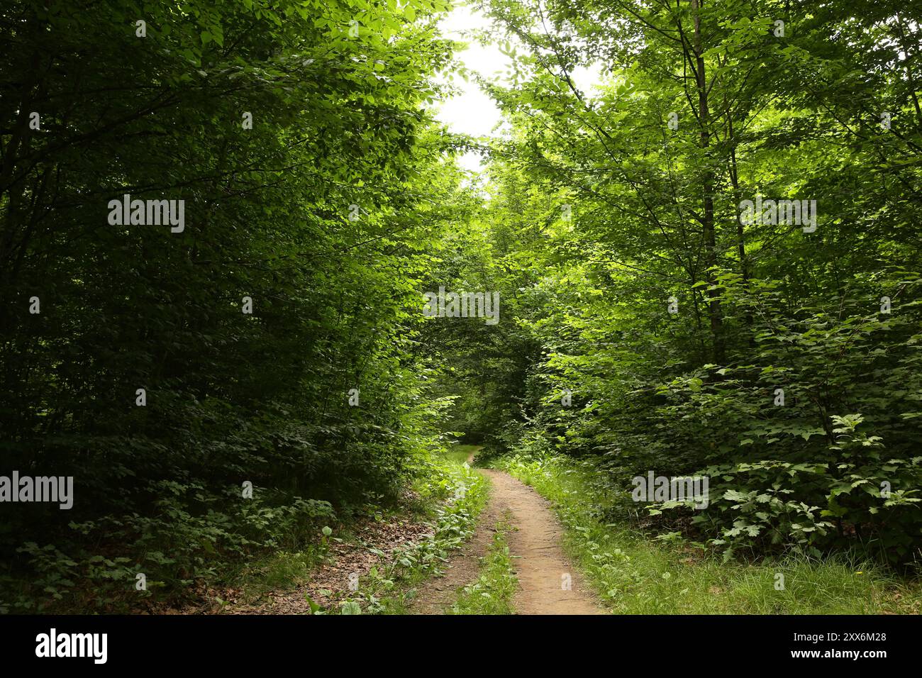Beautiful green trees and pathway in forest Stock Photo - Alamy