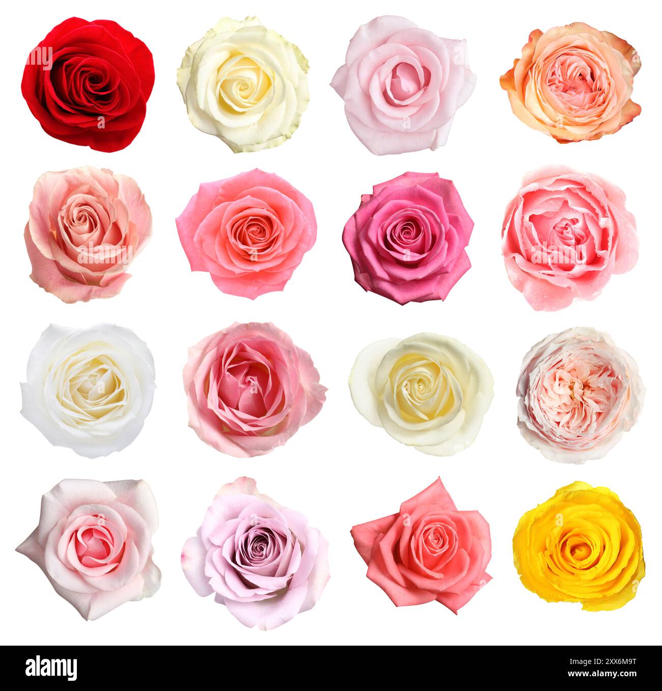 Many beautiful roses isolated on white, set Stock Photo - Alamy