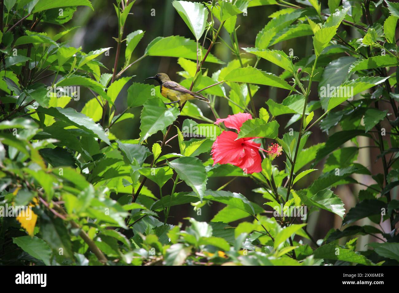 Garden Sunbird with Gumamela flower- Philippines Stock Photo - Alamy