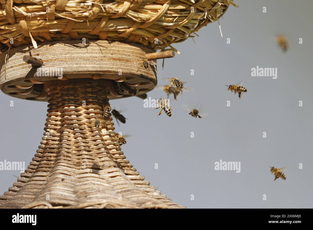 European honey bee, Apis mellifera, European honey bee Stock Photo - Alamy