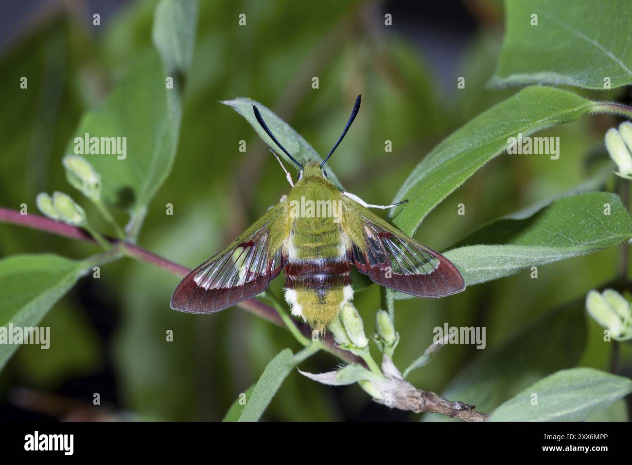 Bumblebee hawk-moth, Hemaris fuciformis, broad-bordered bee hawk-moth ...
