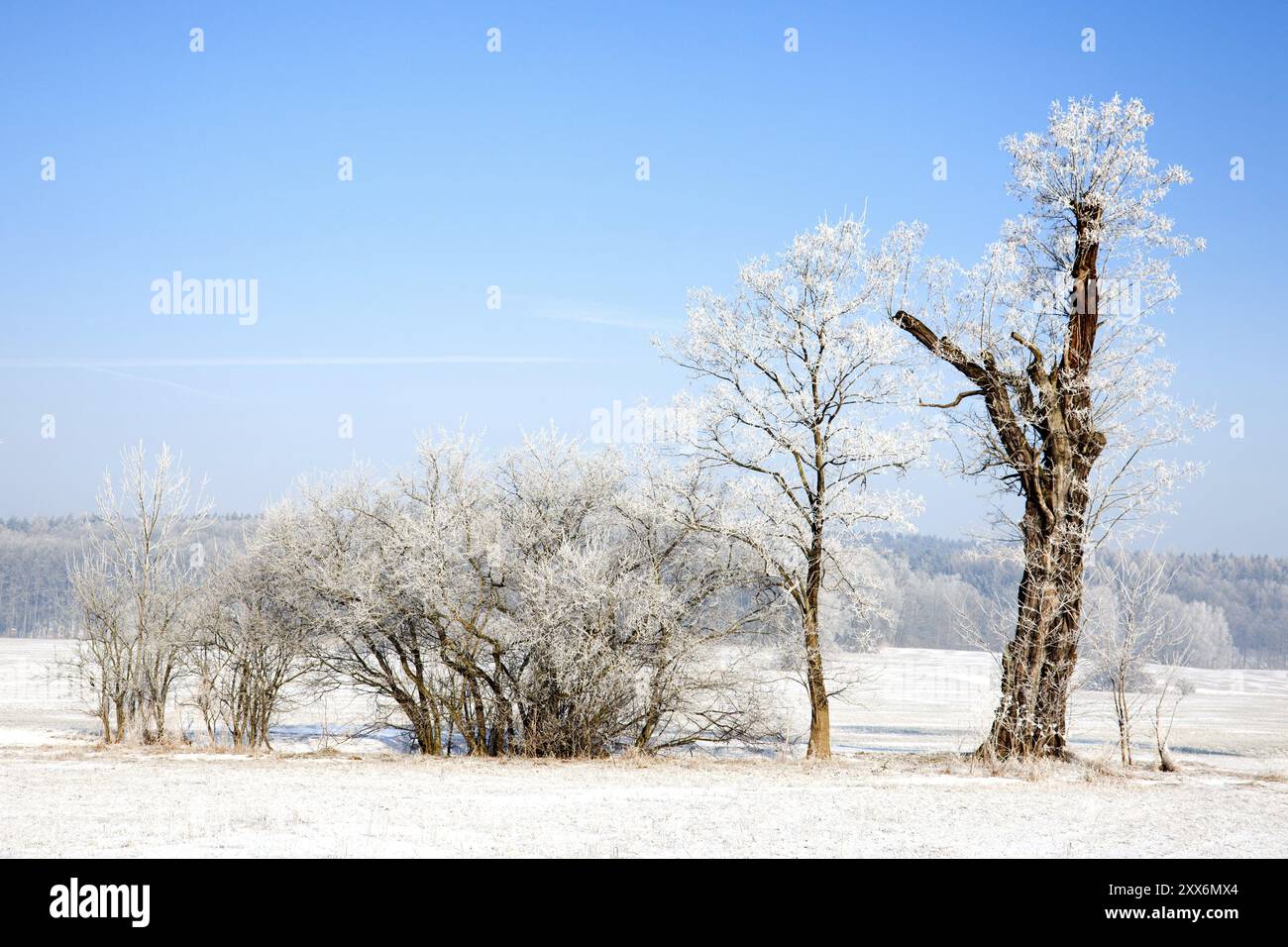 Winter landscape with trees Stock Photo - Alamy