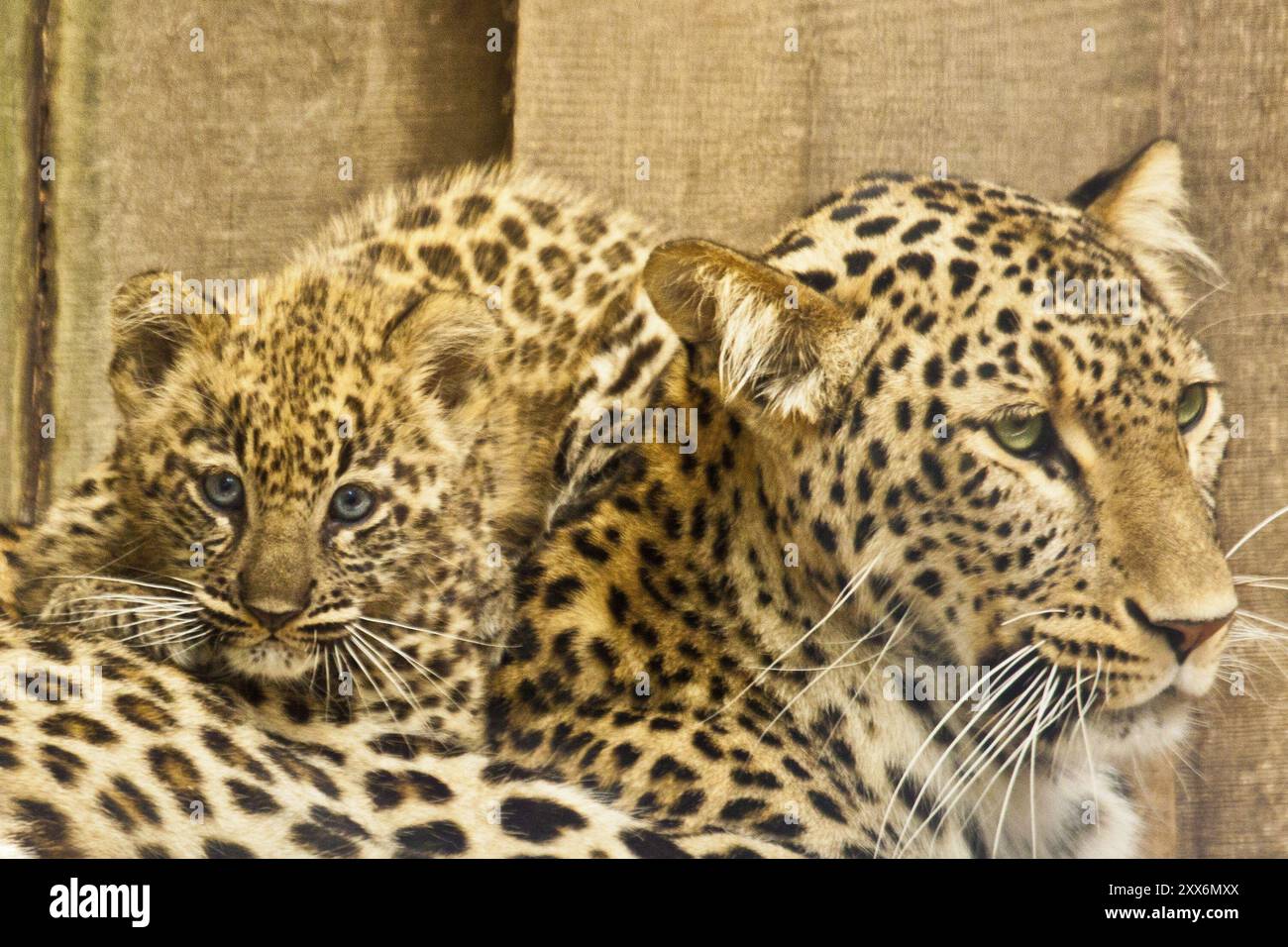 Persian leopardess with young leopard Stock Photo - Alamy