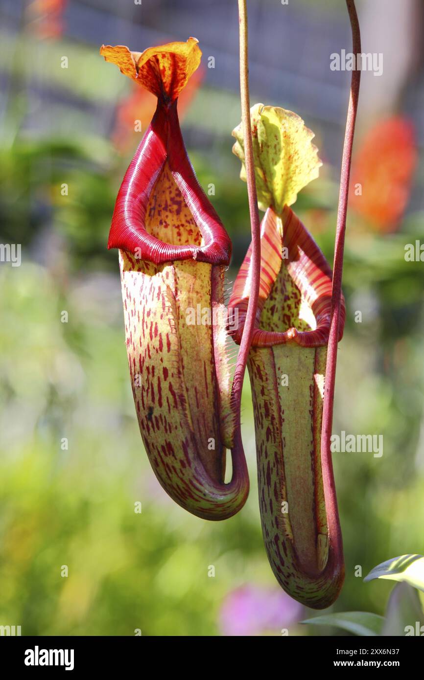 Carnivorous plant (pitcher plant Stock Photo - Alamy